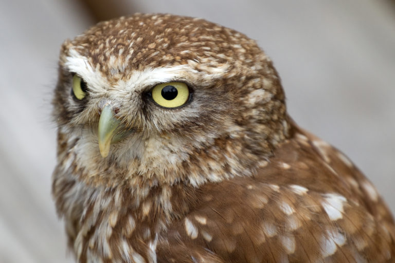 The Owl's Cry - Tingis Magazine